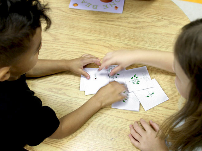 First 8 Studios: Bean Growth Sequence Cards