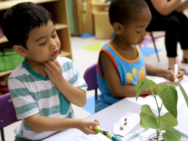 First 8 Studios: Class Garden: From Seed to Plant