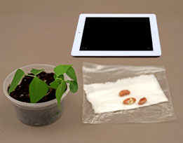 First 8 Studios: Growing Beans: Journal Entries