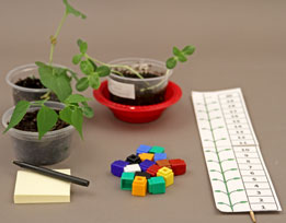 First 8 Studios: Measuring Our Plants